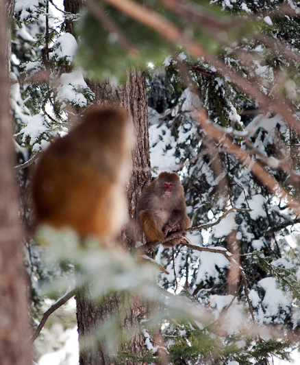 Gulmarg Snow Leopards | Our Videos about Skiing & Snowboarding in ...